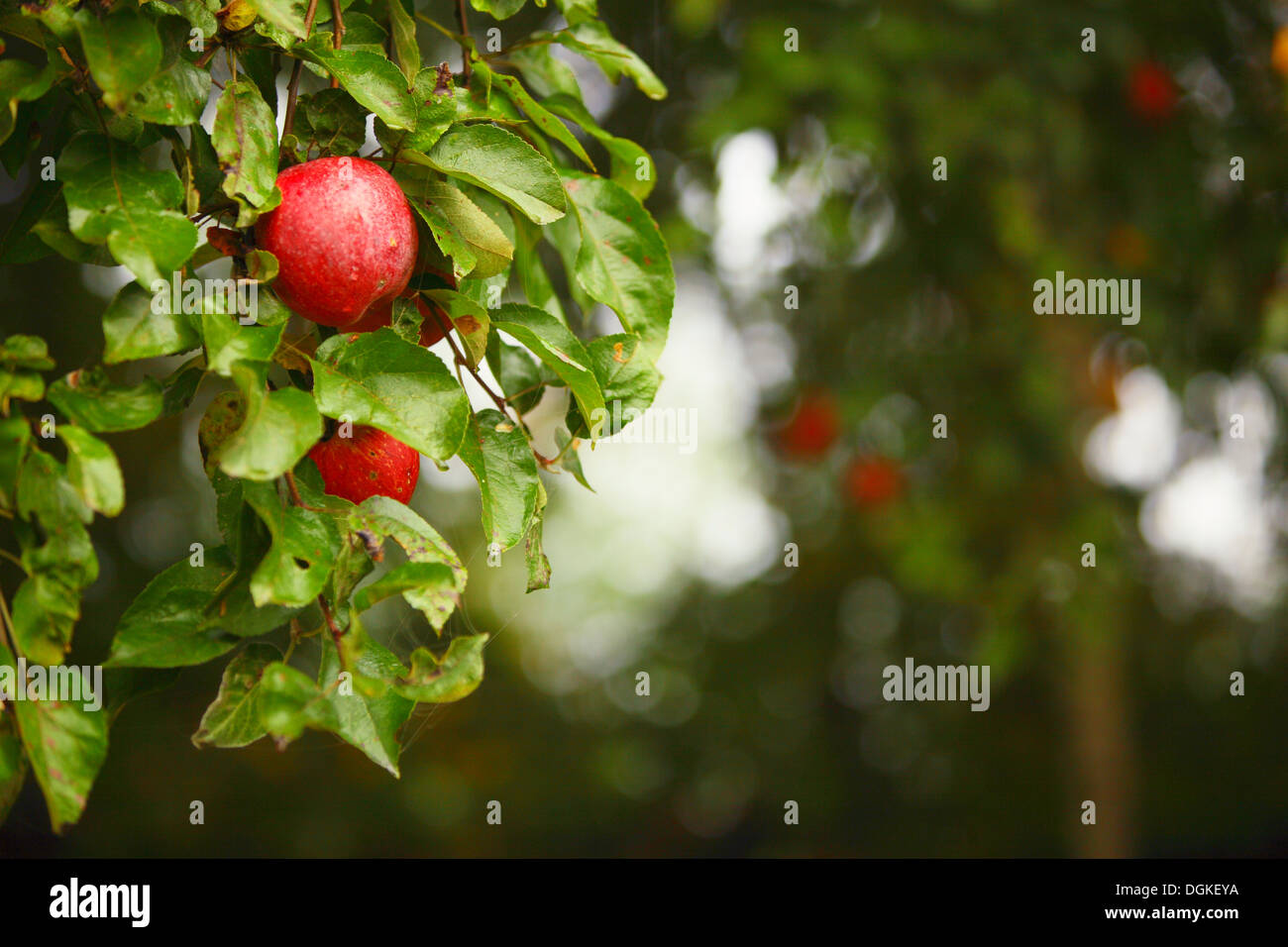 The fruits of apple trees growing on the tree. Red apples. Natural ...