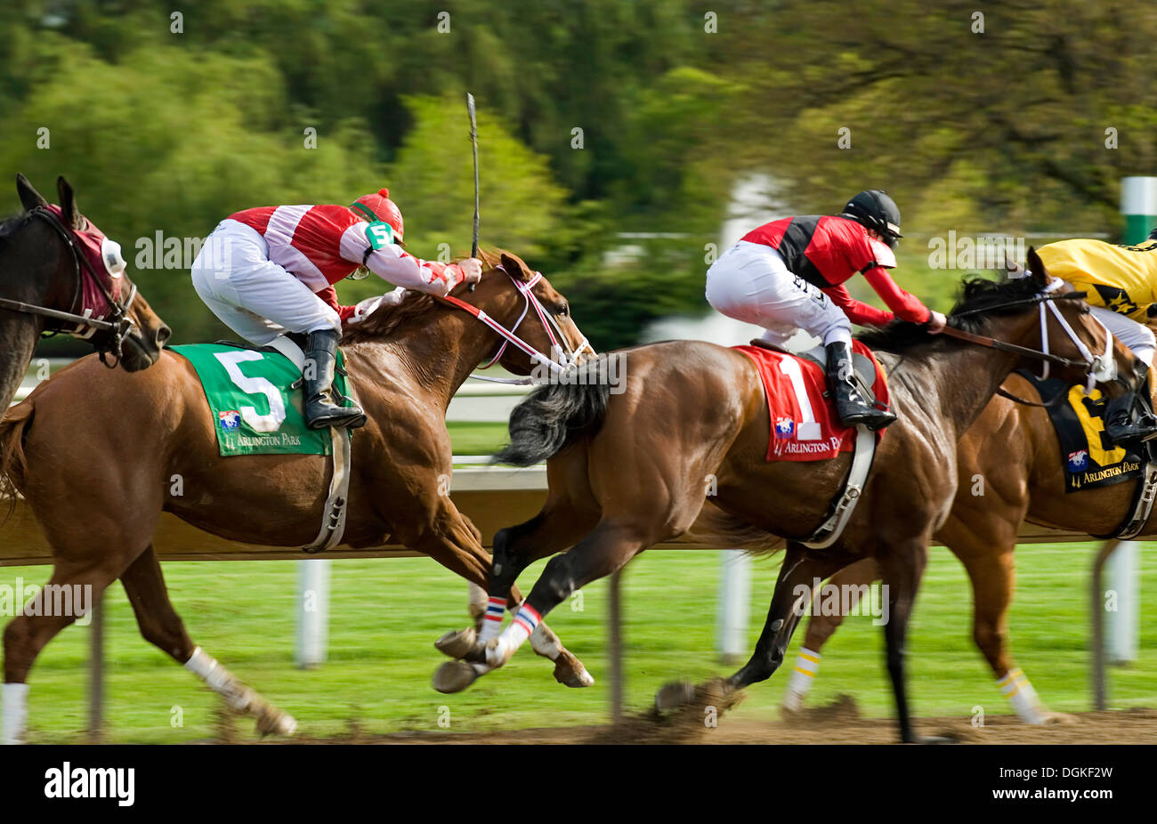 Horse body language hi-res stock photography and images - Alamy