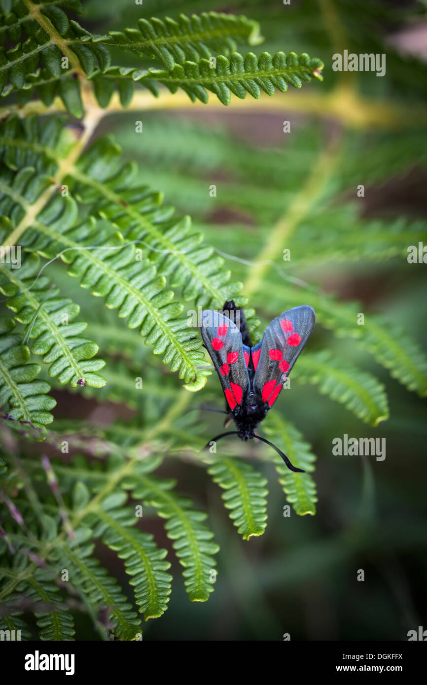 Scottish insects hi-res stock photography and images - Alamy