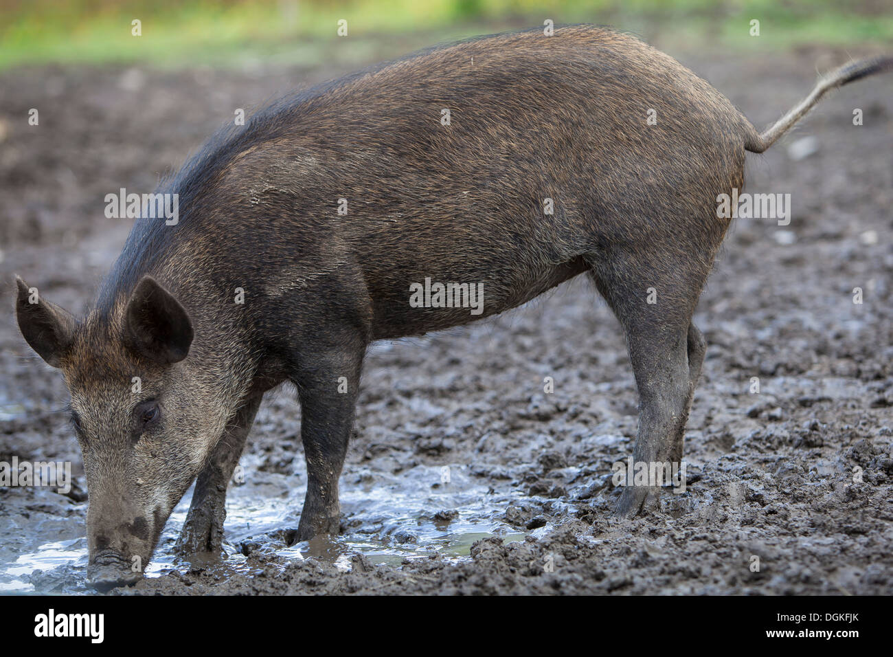 A captive boar Stock Photo - Alamy