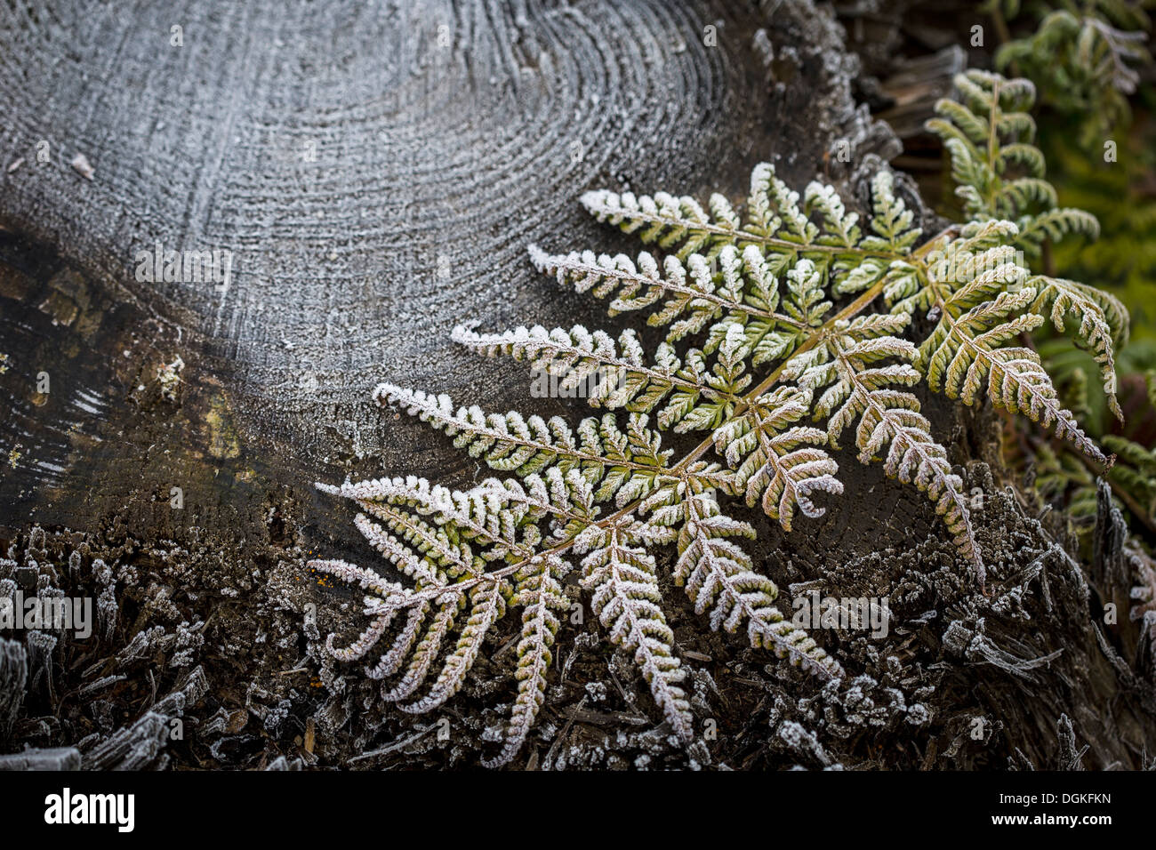 Frosty bracken hi-res stock photography and images - Alamy