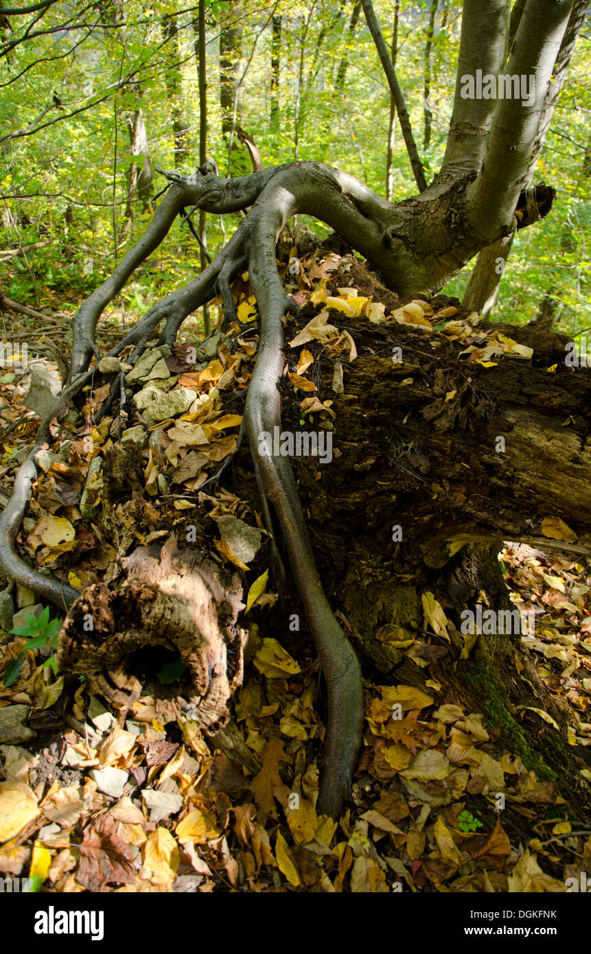 Strange tree roots growing in forest. USA Stock Photo - Alamy