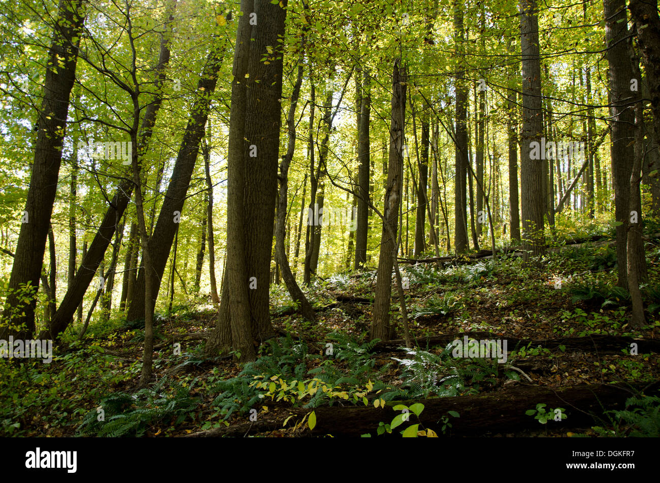 Dense forest usa hi-res stock photography and images - Alamy Dense forest usa hi-res stock photography and images - Alamy
