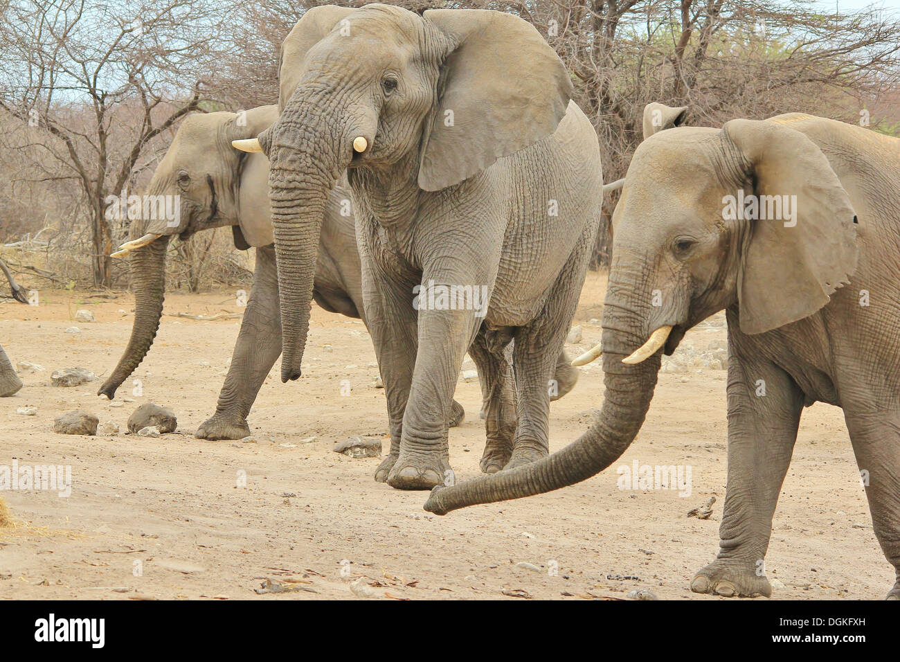 Colossal elephant hi-res stock photography and images - Alamy