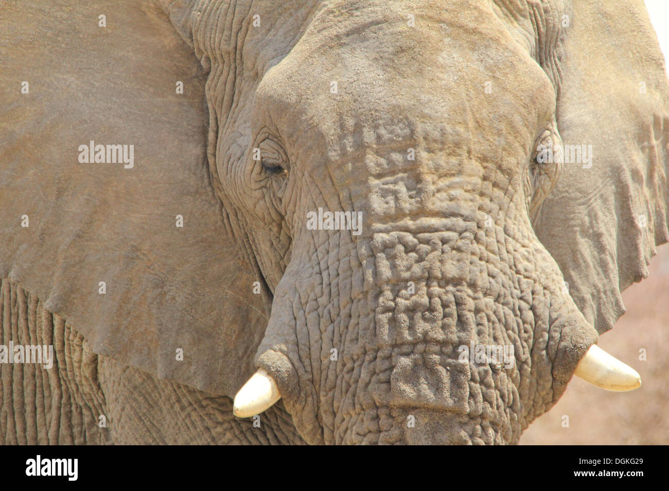 African Elephant - Wildlife Background from Africa - Beautiful Colossal ...