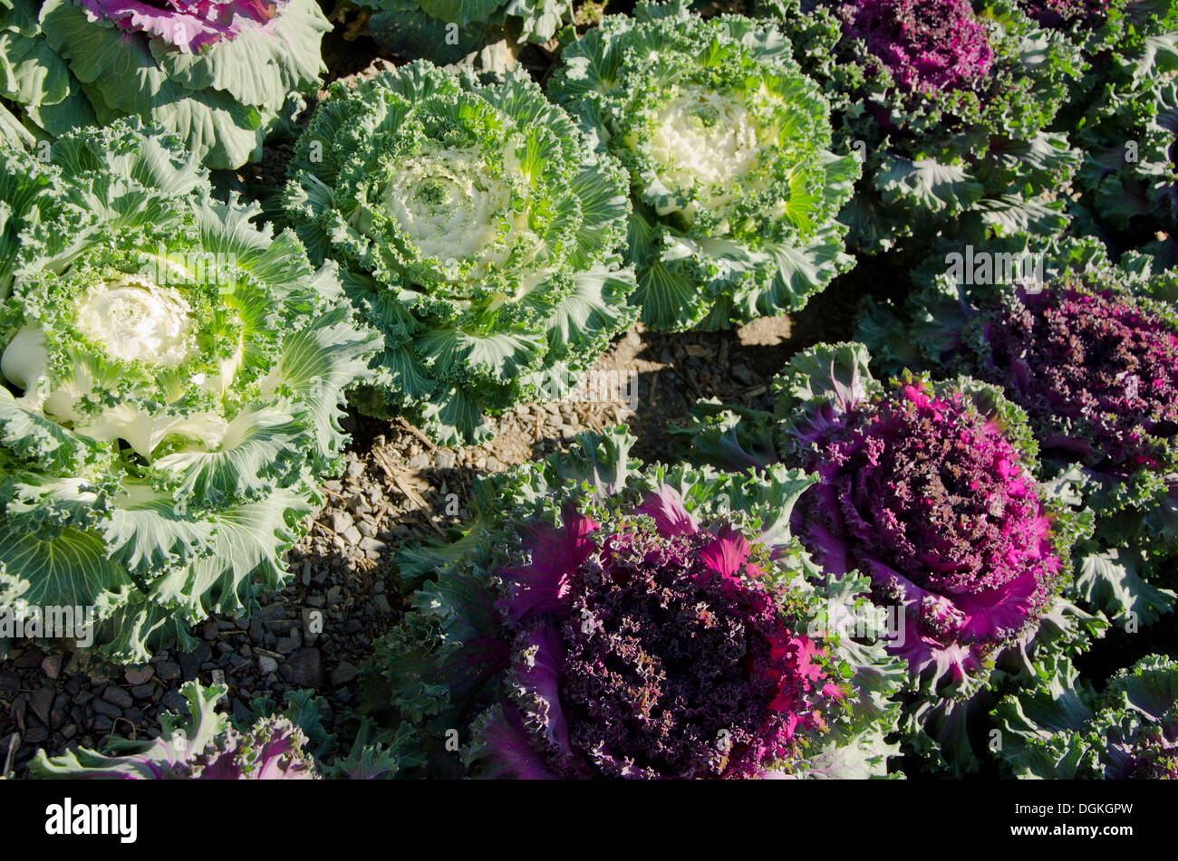 Two types of Kale, Ornamental cabbage. edible landscaping for fall ...