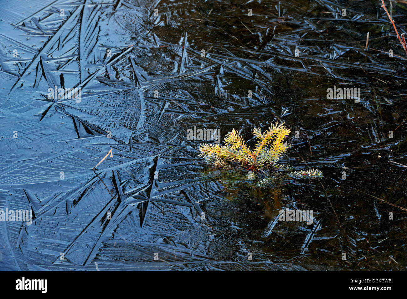 Beaverpond in early spring at dawn with receding ice and spruce ...