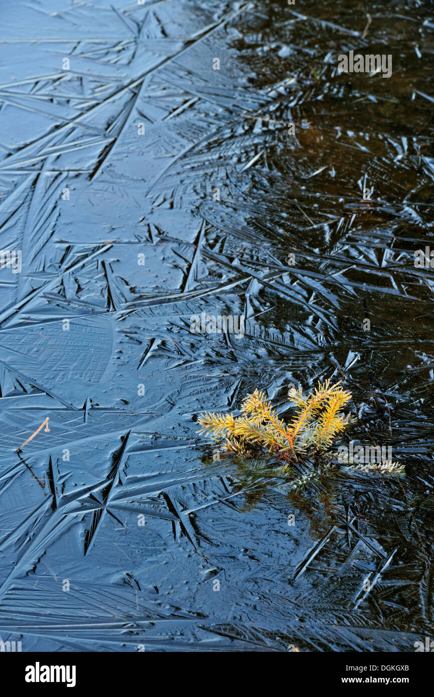 Beaverpond in early spring at dawn with receding ice and spruce ...