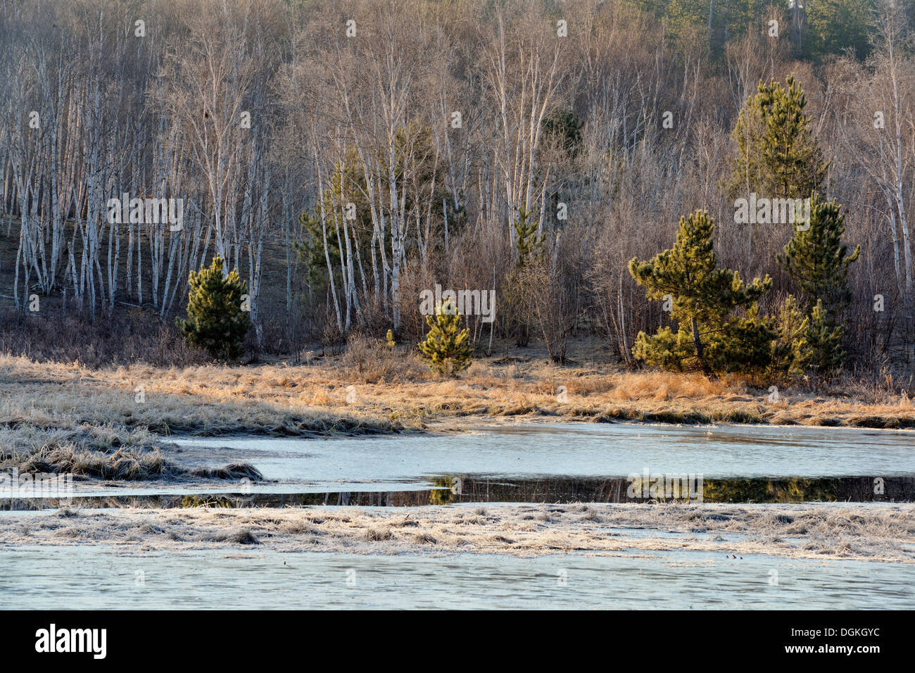 Beaverpond in early spring at dawn with receding ice Greater Sudbury ...