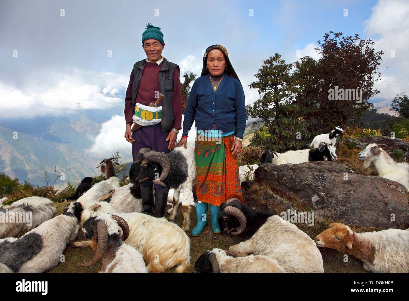 Shepherdess and her flock hi-res stock photography and images - Alamy
