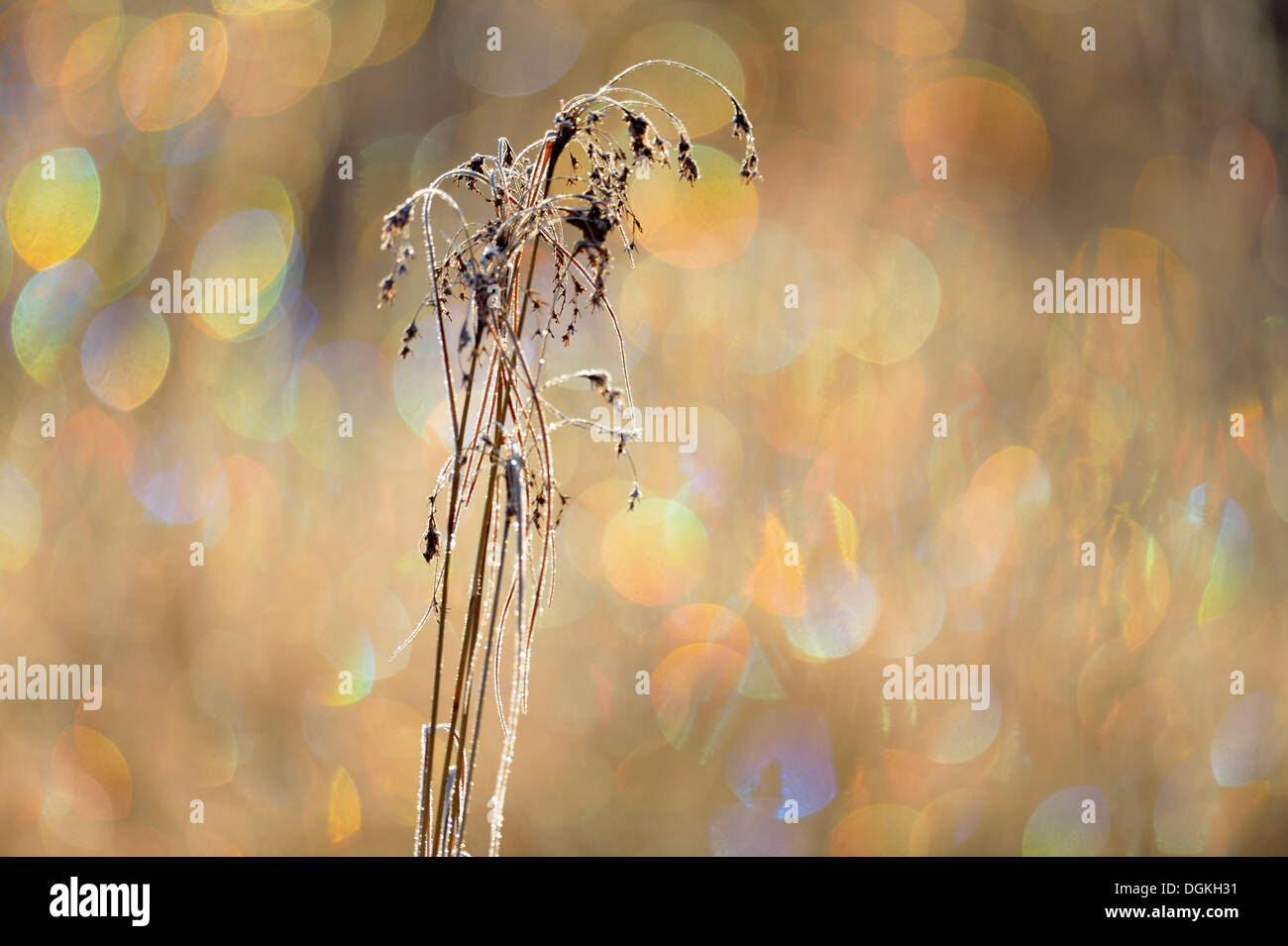 Frosted reeds hi-res stock photography and images - Alamy