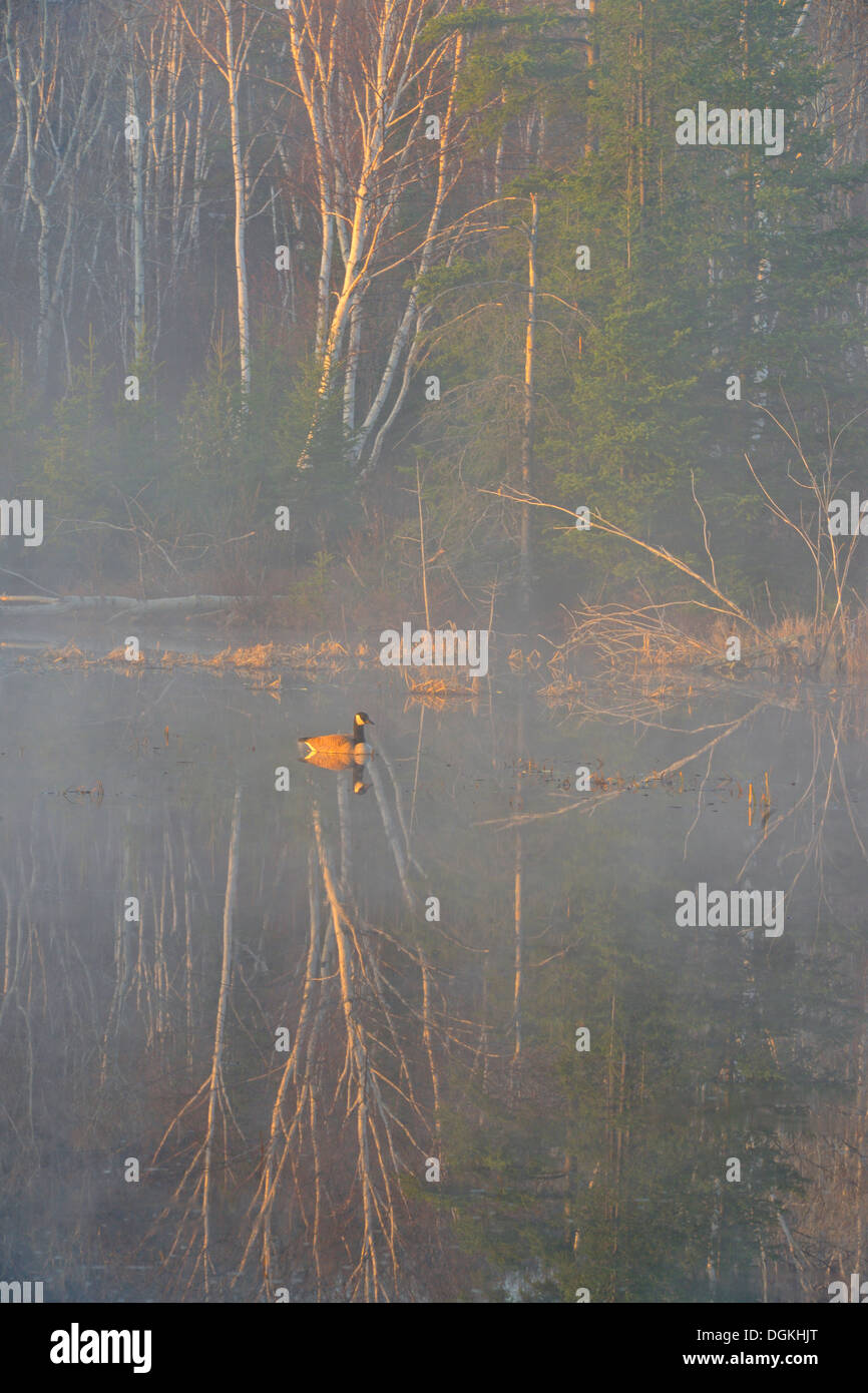 Beaver goose hi-res stock photography and images - Alamy