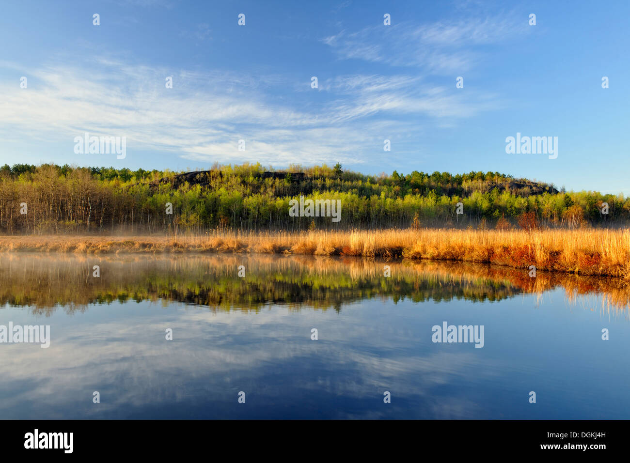 Spring aspens and reed beds reflected in Robinson Lake Greater Sudbury ...
