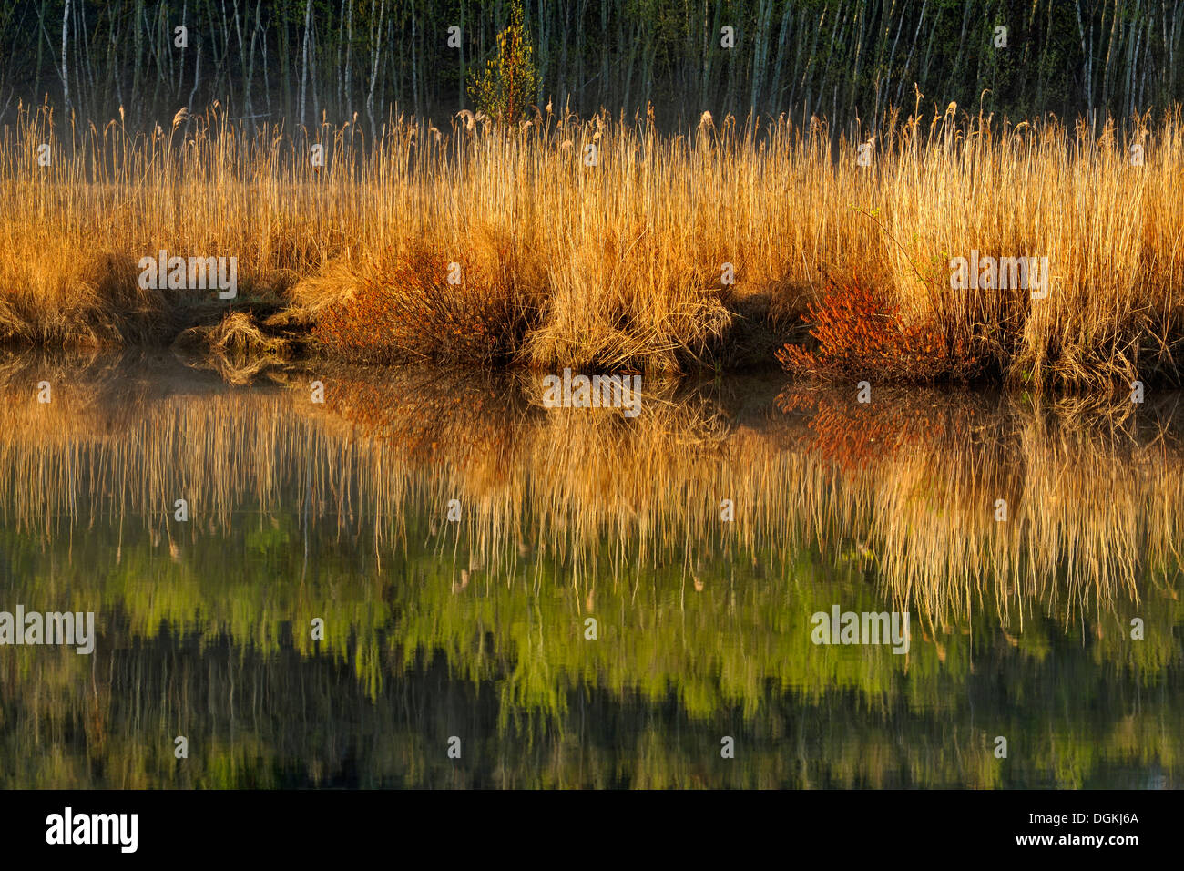Reed ecosystems hi-res stock photography and images - Alamy