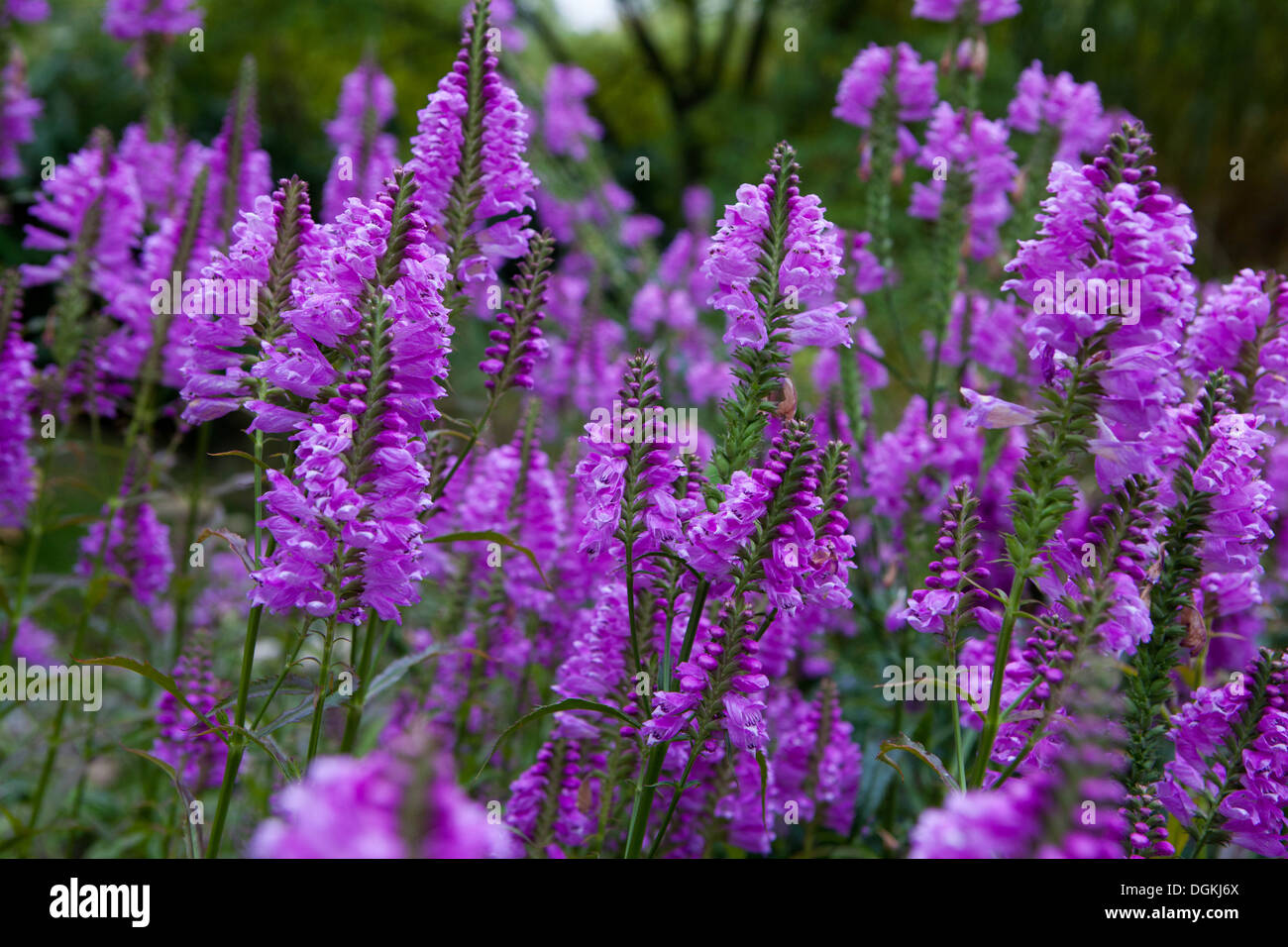 Obedient Plant or False Dragonhead, Physostegia virginiana "Rosy Spire ...