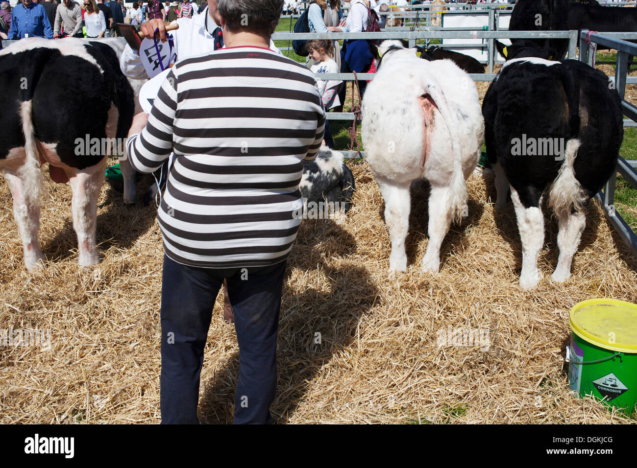 Cow bum hi-res stock photography and images - Alamy