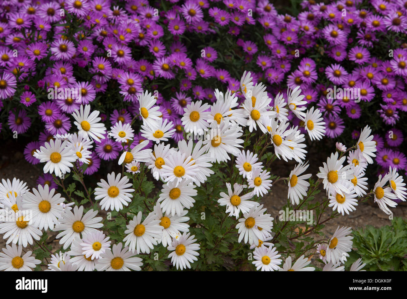 Purple alpine aster hi-res stock photography and images - Alamy