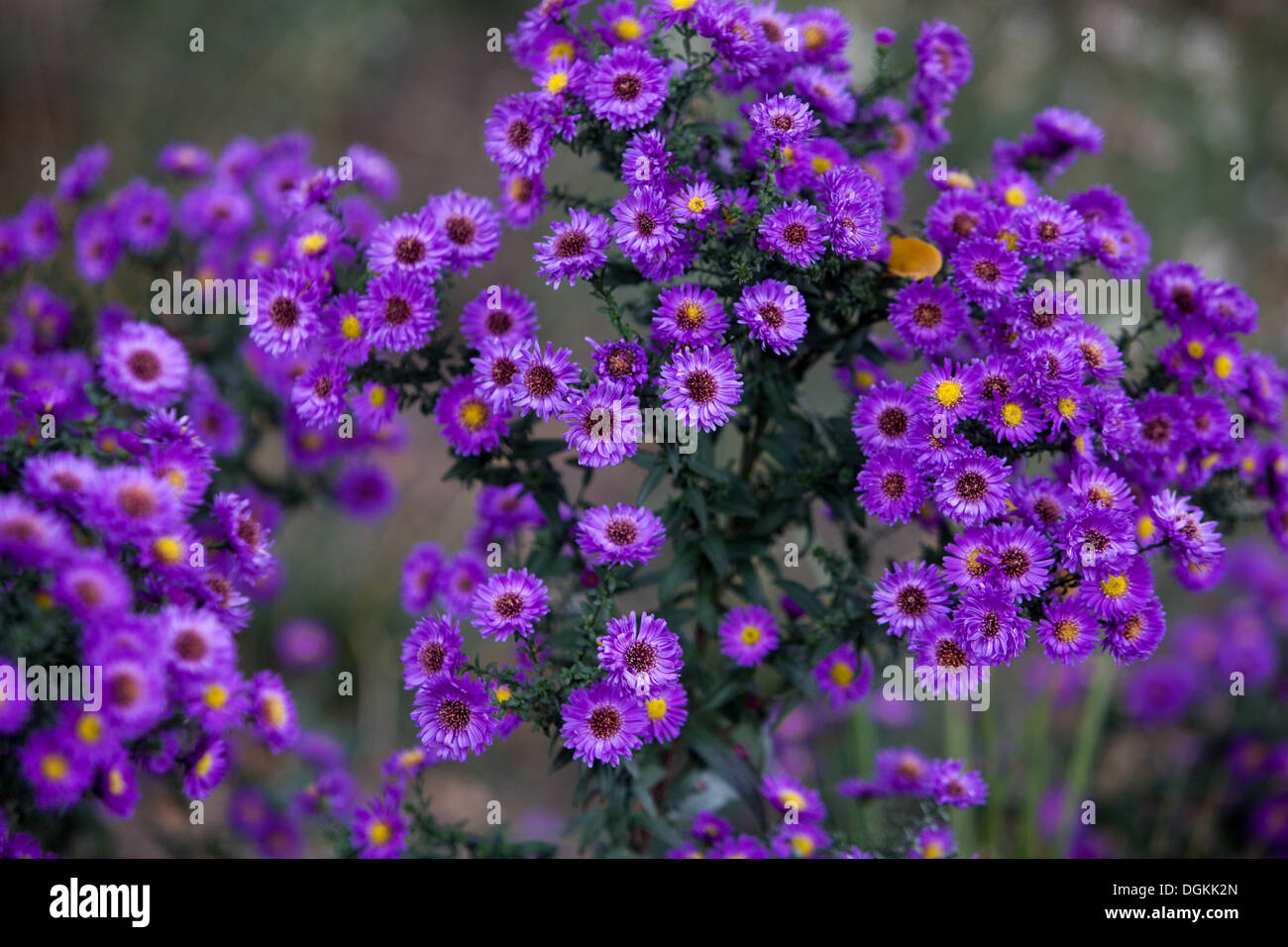 flower, aster, garden, autumn, fall, flora, purple, color, colorful ...