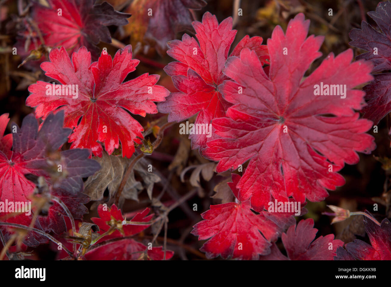Red autumn leaves hardy geraniums autumn Stock Photo - Alamy