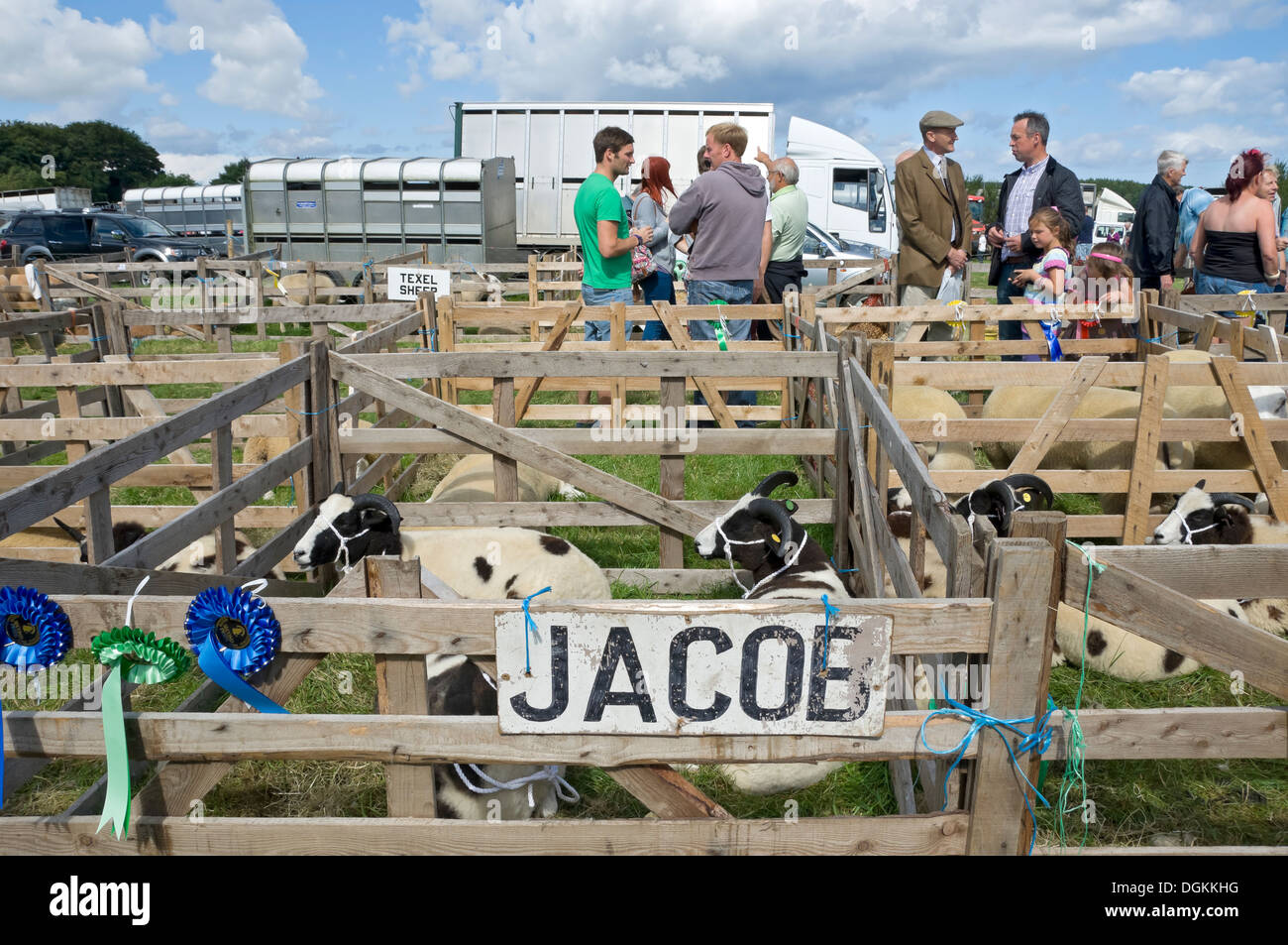 Jacob sheep in pens at Egton Show in the North York Moors National Park ...