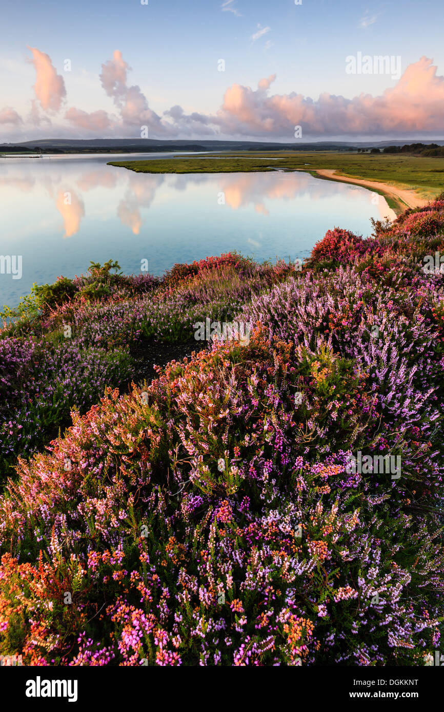 Near wareham hi-res stock photography and images - Alamy