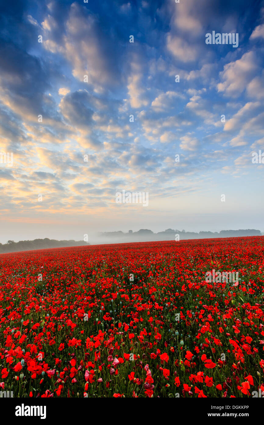 Sunrise over a poppy field at Durweston near Blandford Forum Stock ...