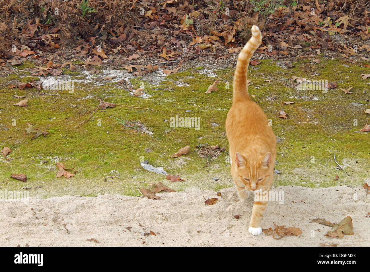 Orange cat walking hi-res stock photography and images - Alamy