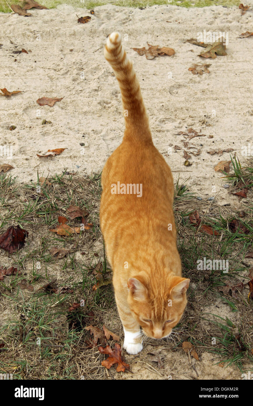 Orange cat walking through autumn leaves Stock Photo - Alamy