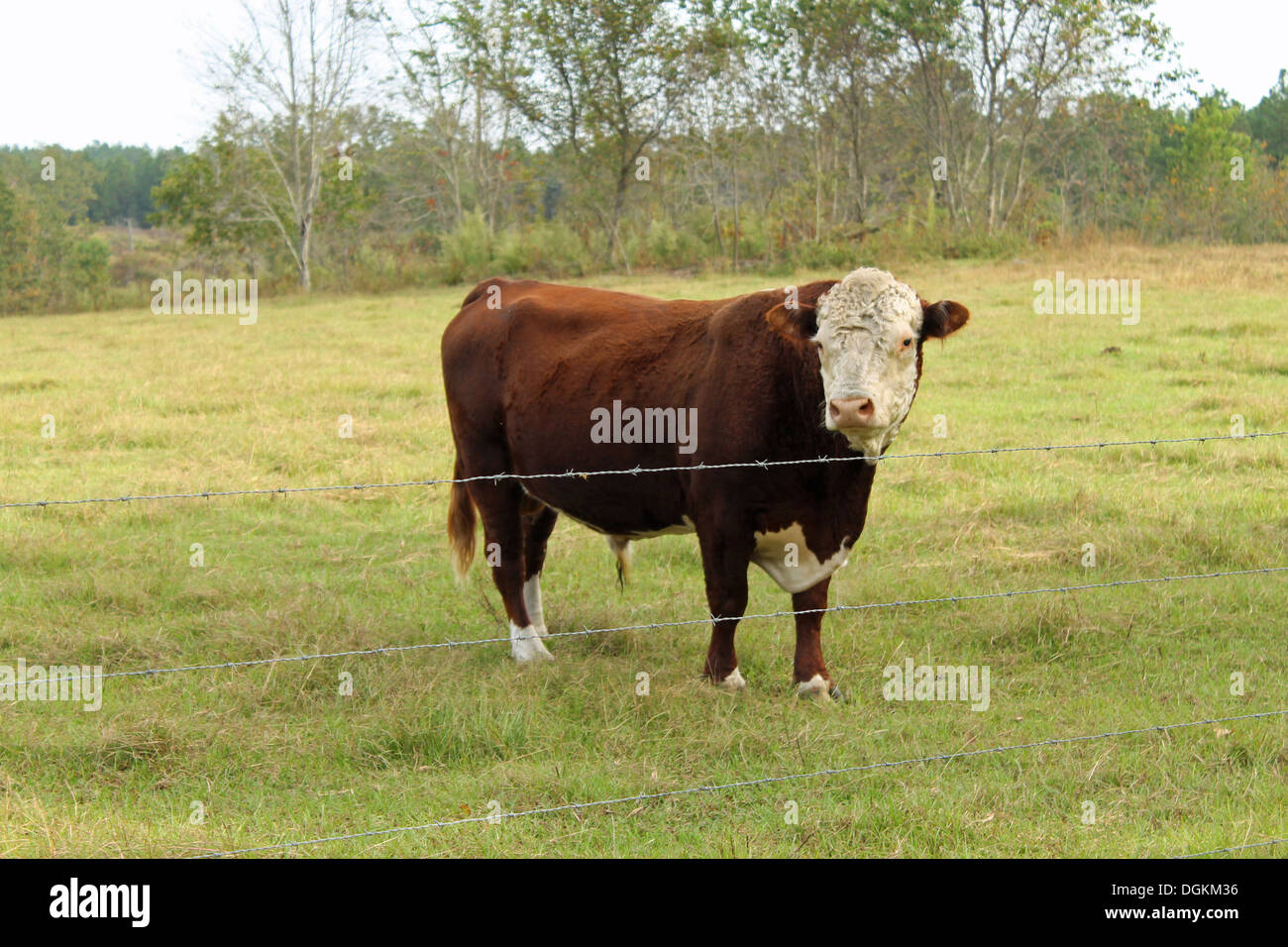 Bull standing in a hi-res stock photography and images - Alamy