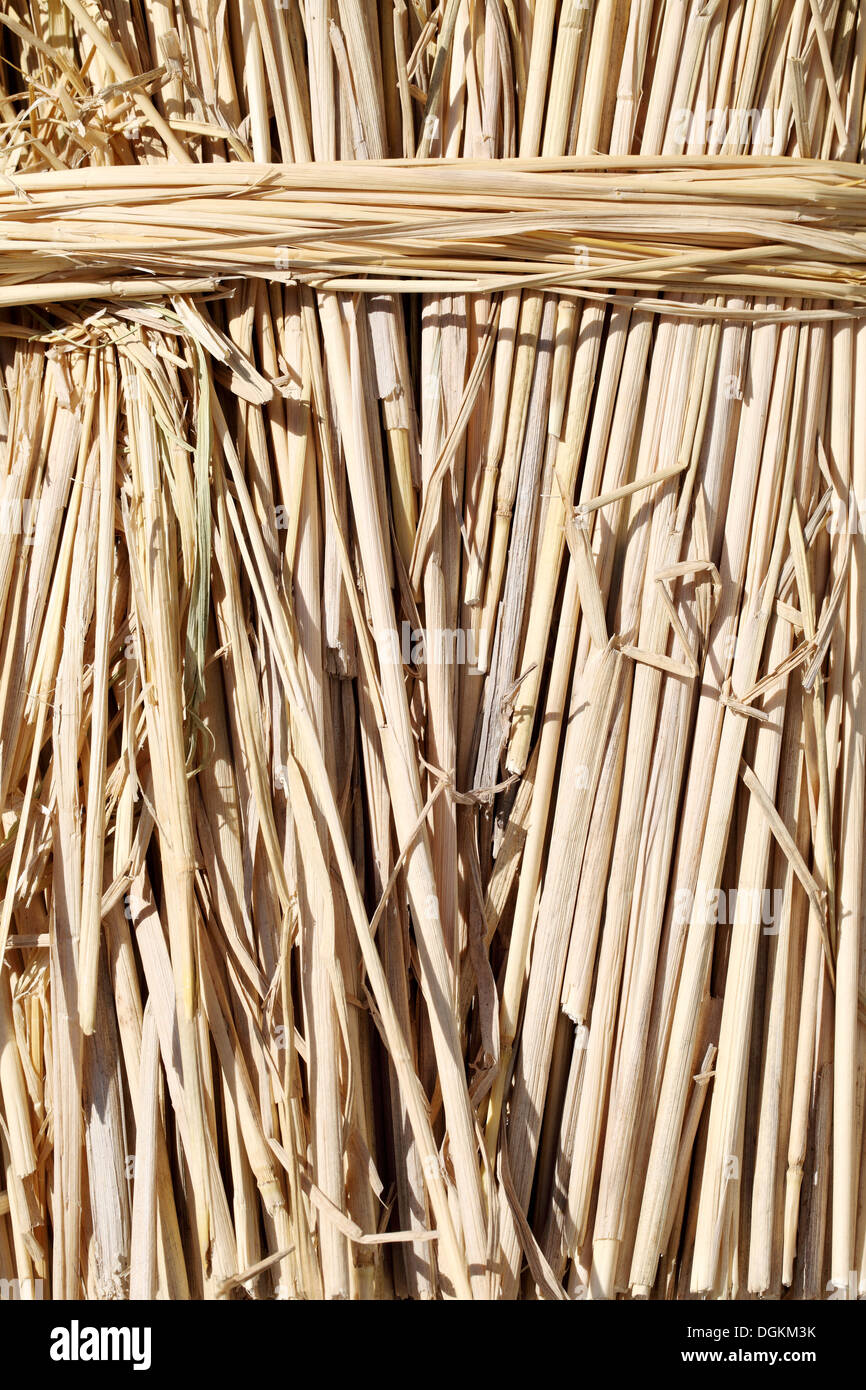 Bundle of rice paddy straw Stock Photo - Alamy