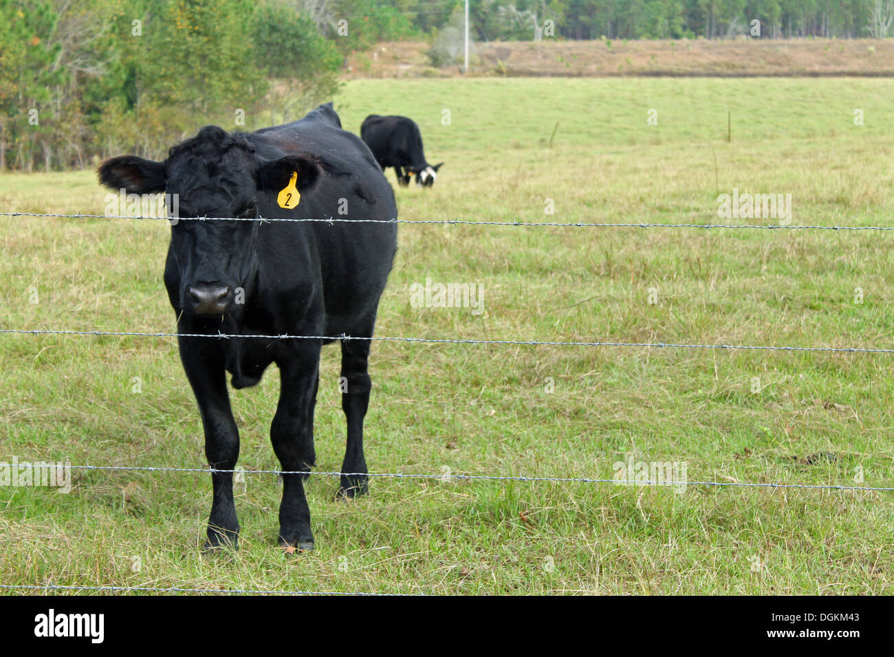Cows standing in a field Stock Photo - Alamy