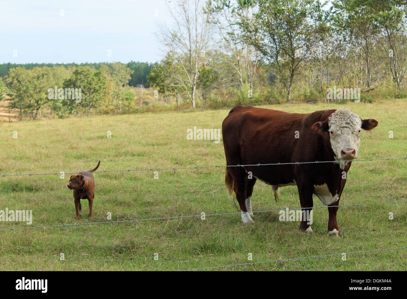 Brown dog and bull standing in a field Stock Photo - Alamy