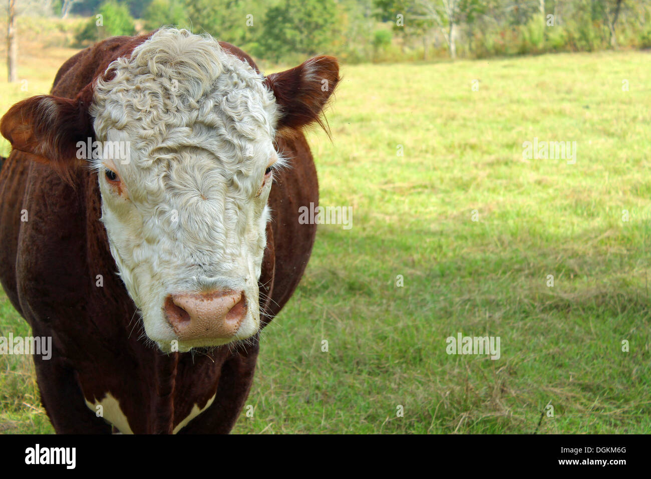 Bull standing in a hi-res stock photography and images - Alamy