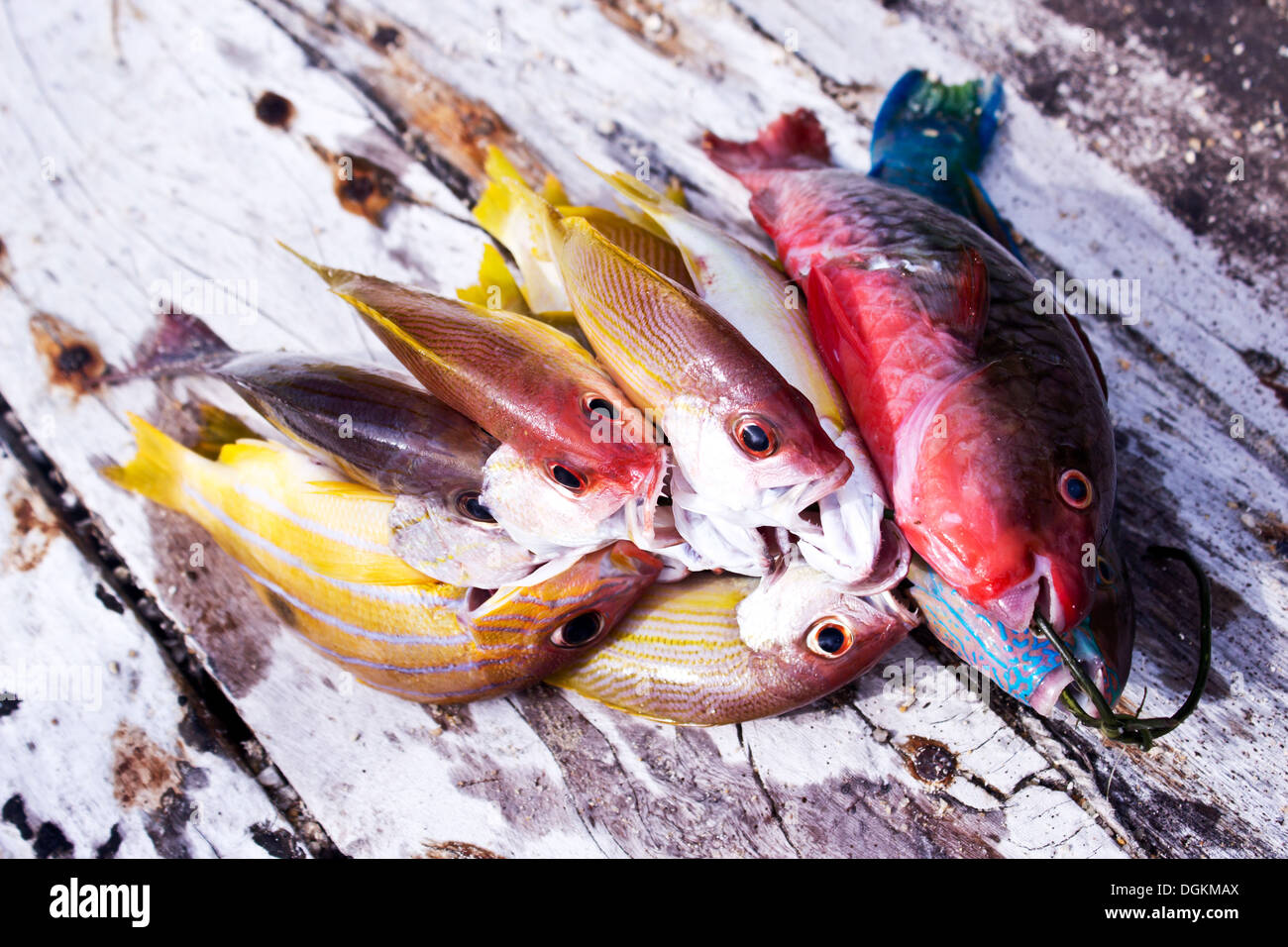 many fresh fish form the andaman sea Stock Photo - Alamy
