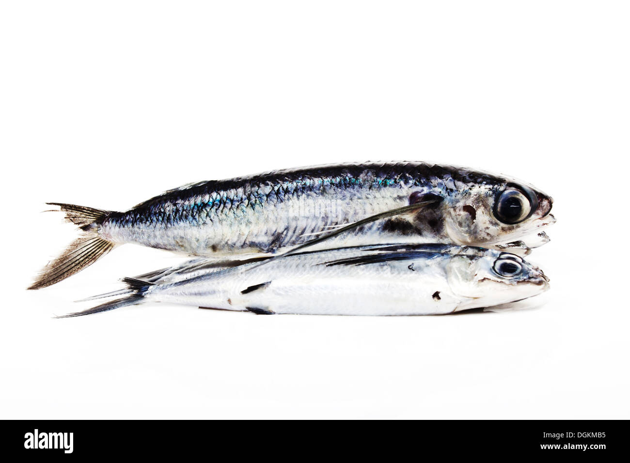 Coast flyingfish hi-res stock photography and images - Alamy