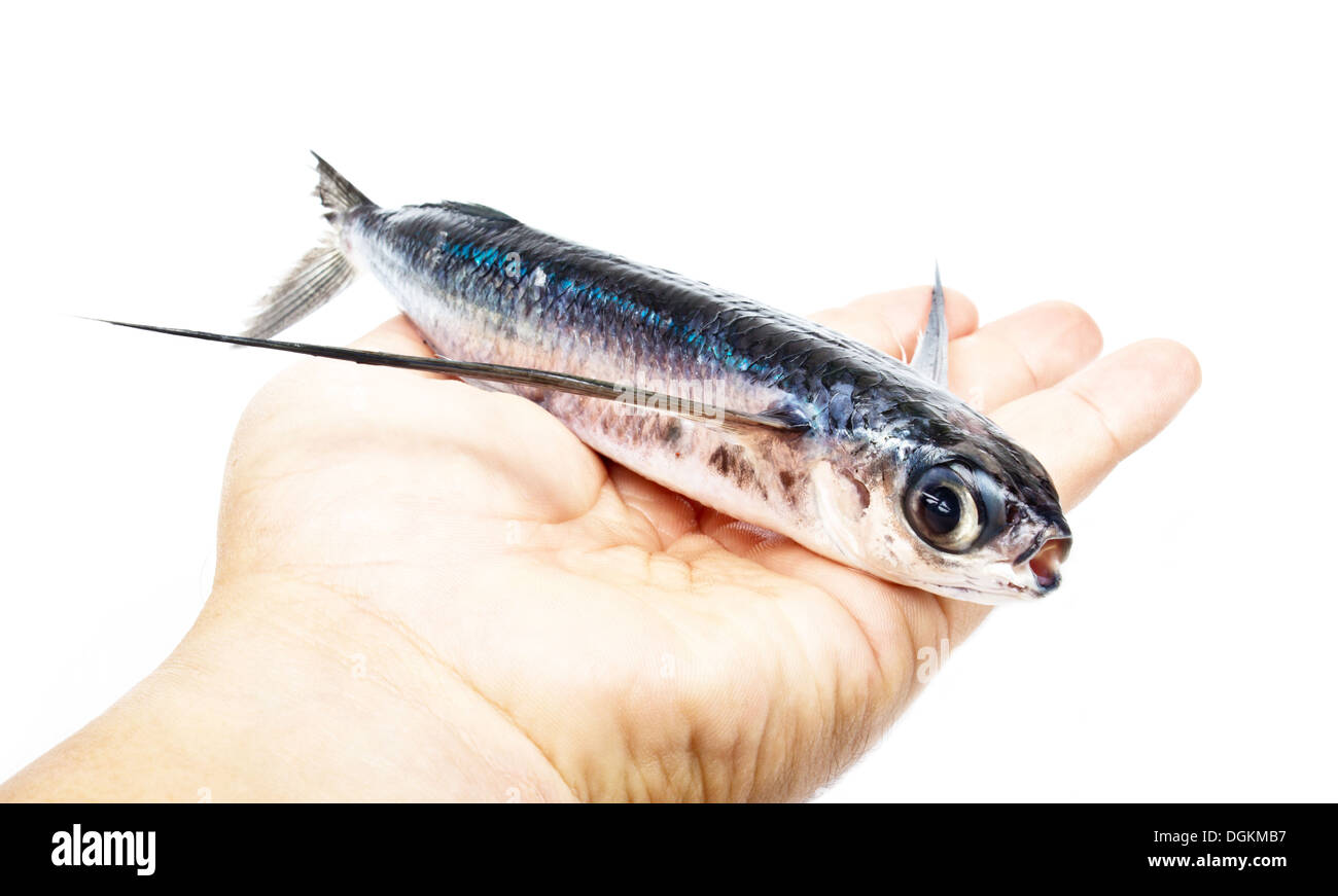 Coast flyingfish hi-res stock photography and images - Alamy
