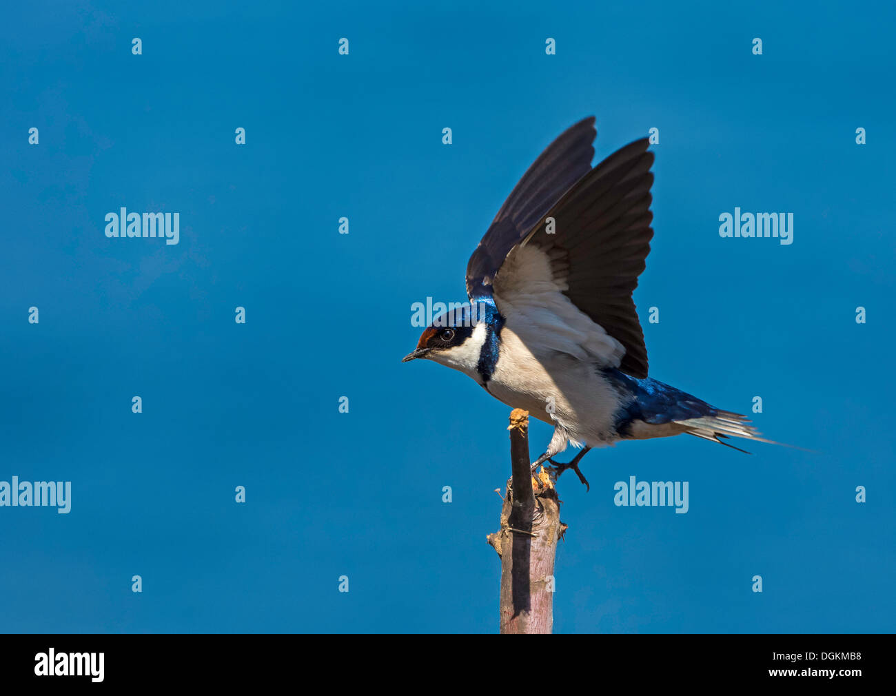 whitethroated swallow stretching wings Stock Photo - Alamy