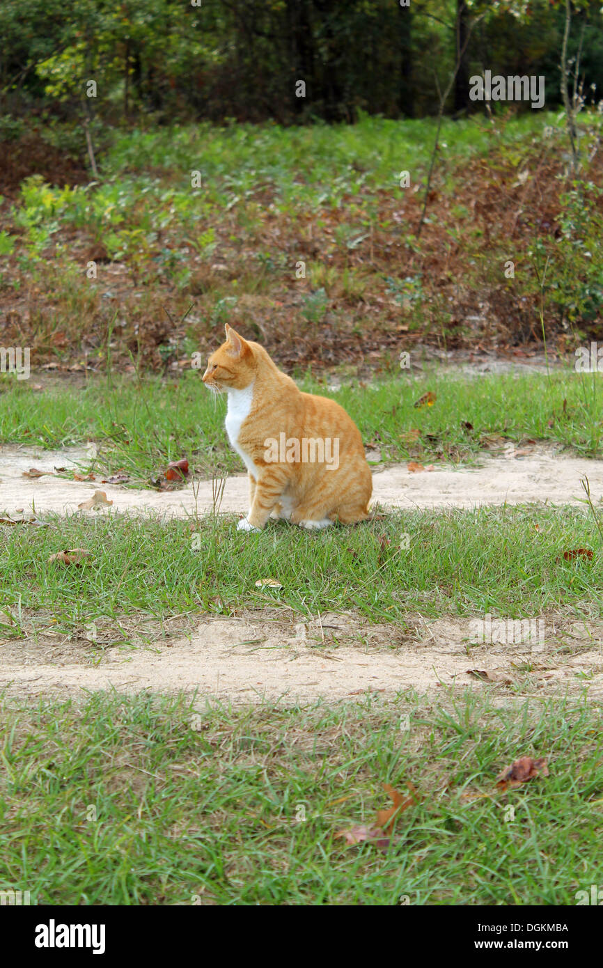 Orange cat sitting in the grass Stock Photo - Alamy