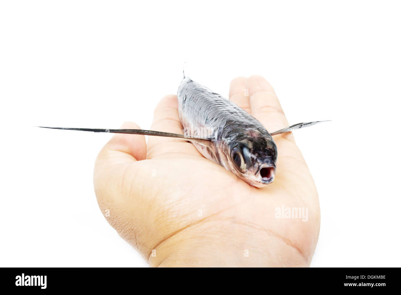 Flyingfish hi-res stock photography and images - Alamy