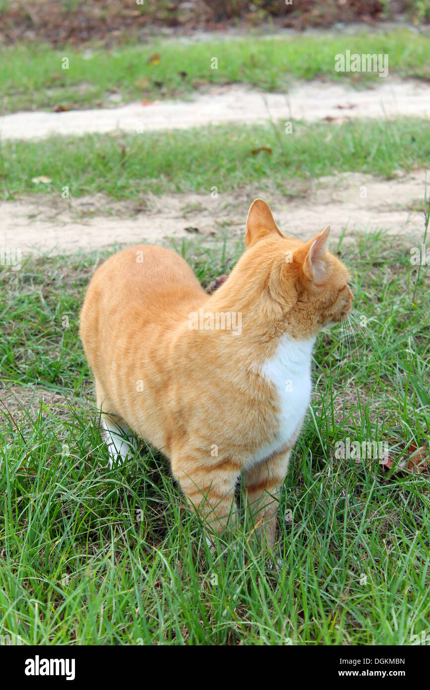 Orange cat walking through the grass Stock Photo - Alamy