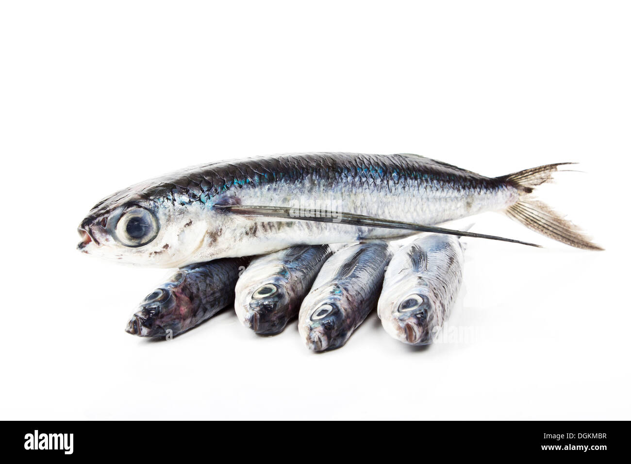 Flyingfish Cut Out Stock Images & Pictures - Alamy