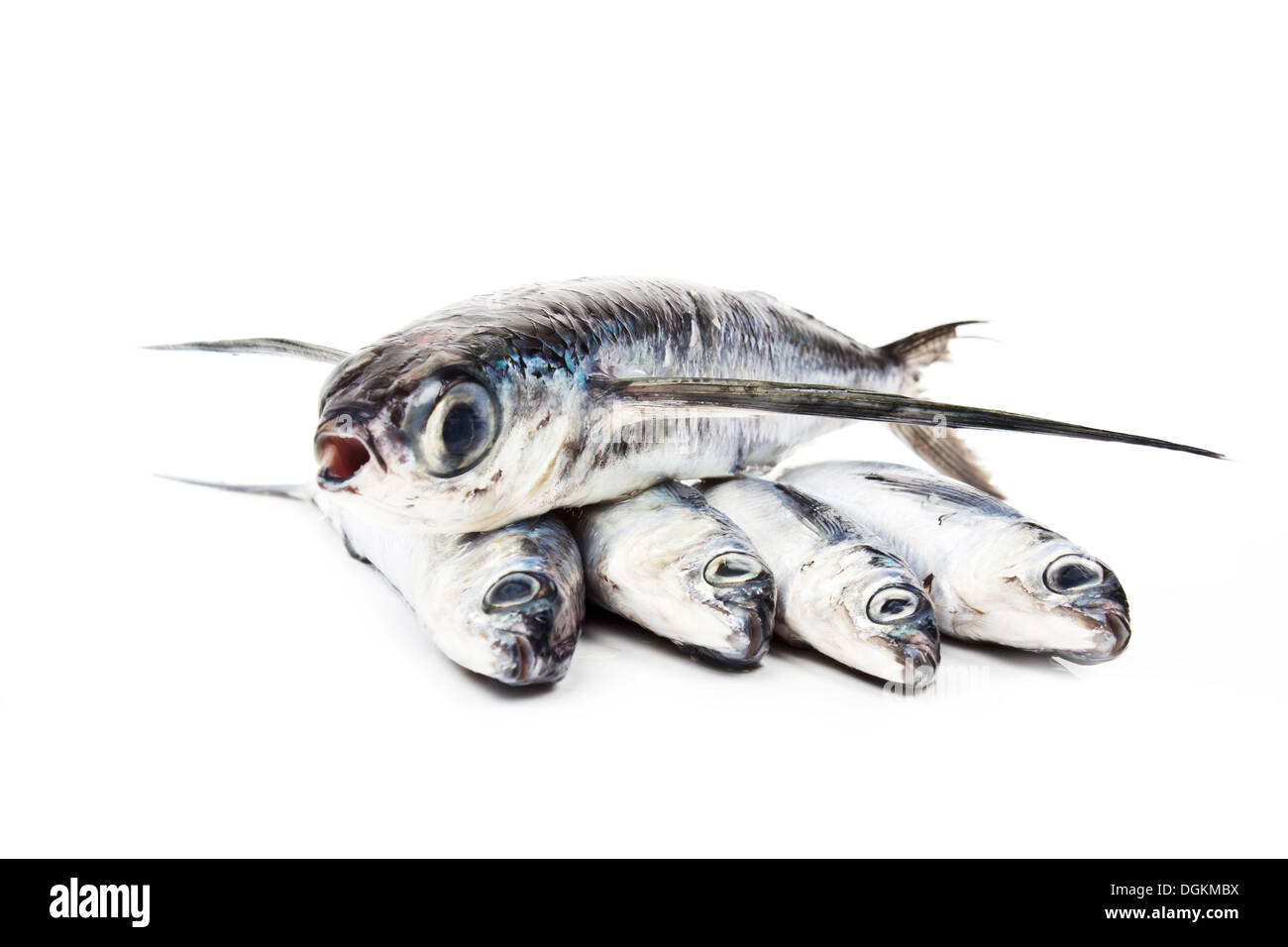 Flyingfish hi-res stock photography and images - Alamy