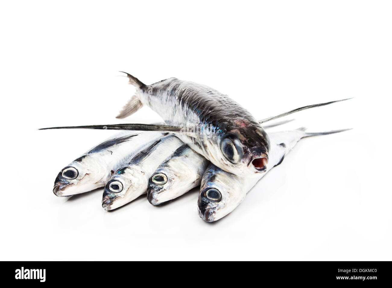 Flying fish hi-res stock photography and images - Alamy