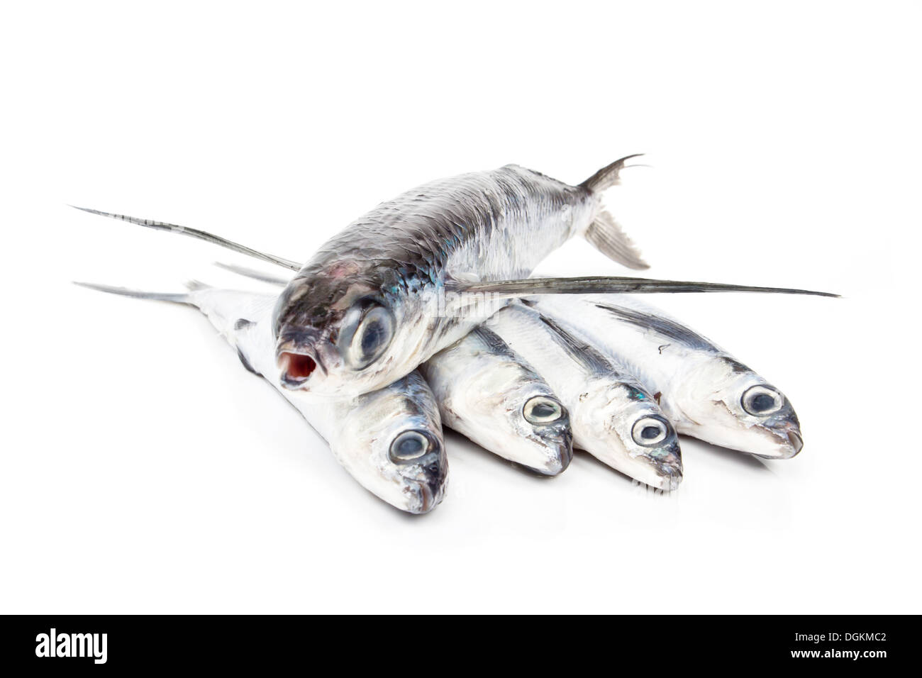 Tobiuo hi-res stock photography and images - Alamy
