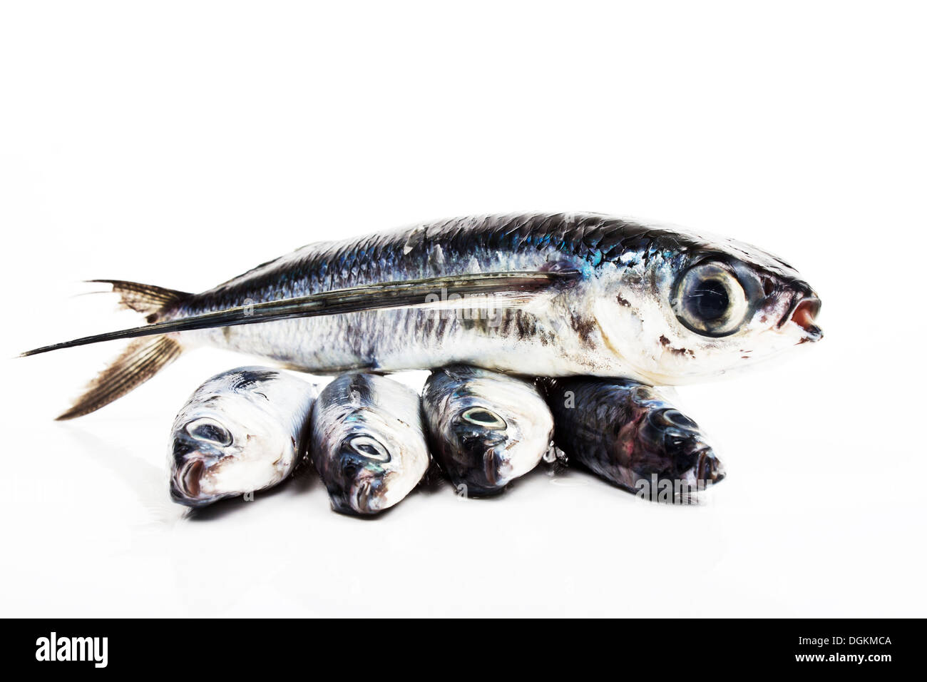 Flying fish hi-res stock photography and images - Alamy