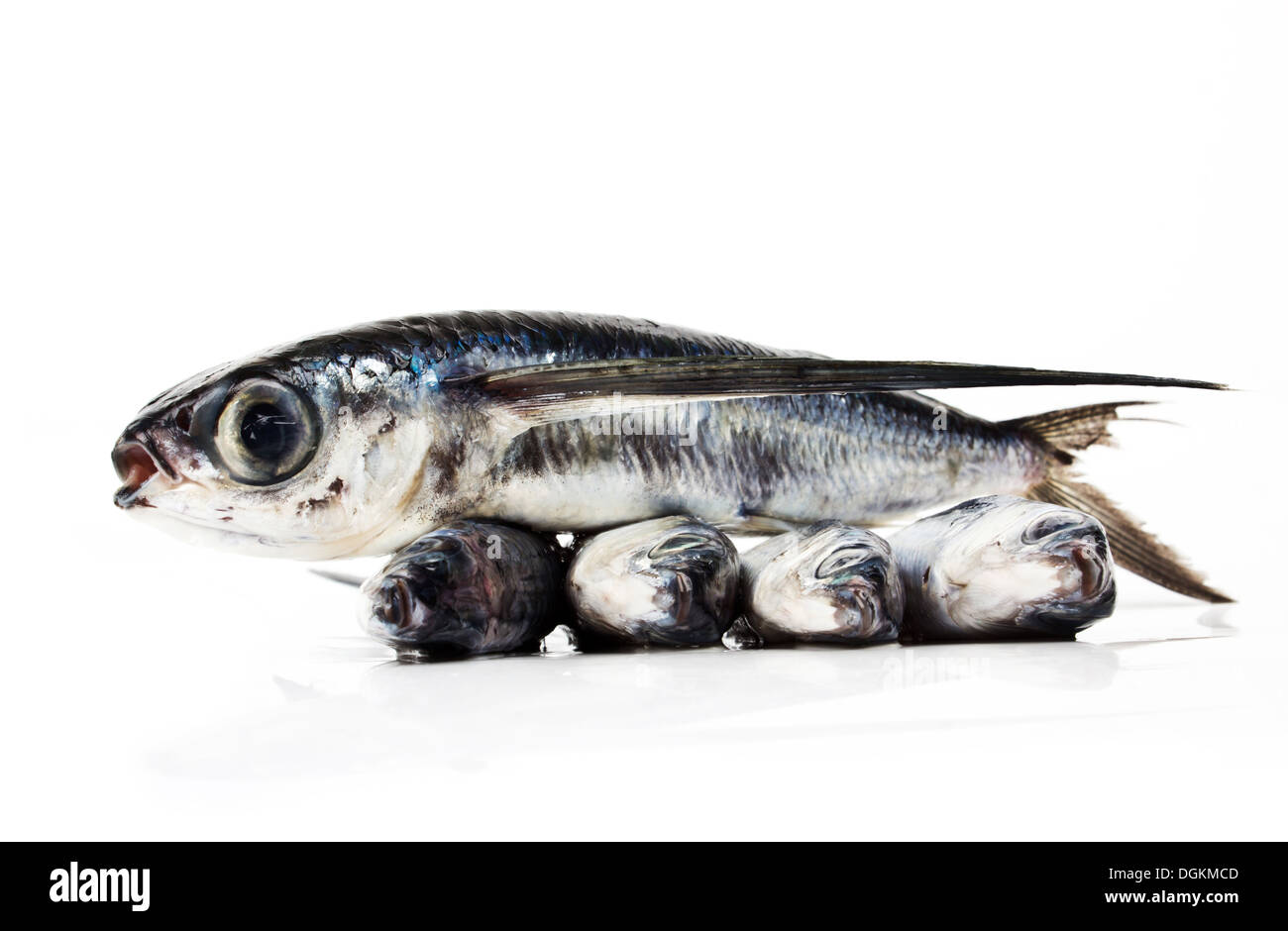 Tobiuo hi-res stock photography and images - Alamy