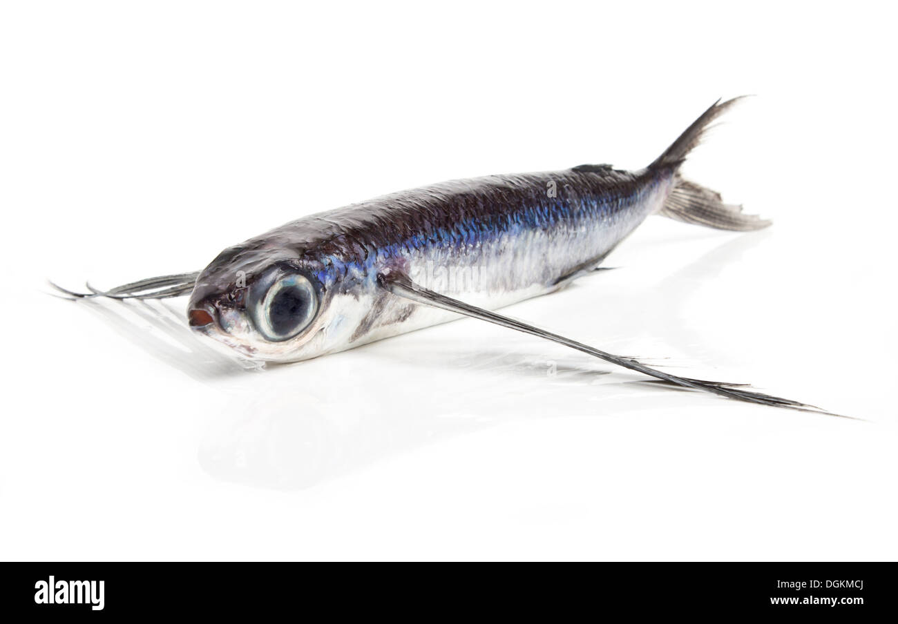 Tobiuo hi-res stock photography and images - Alamy