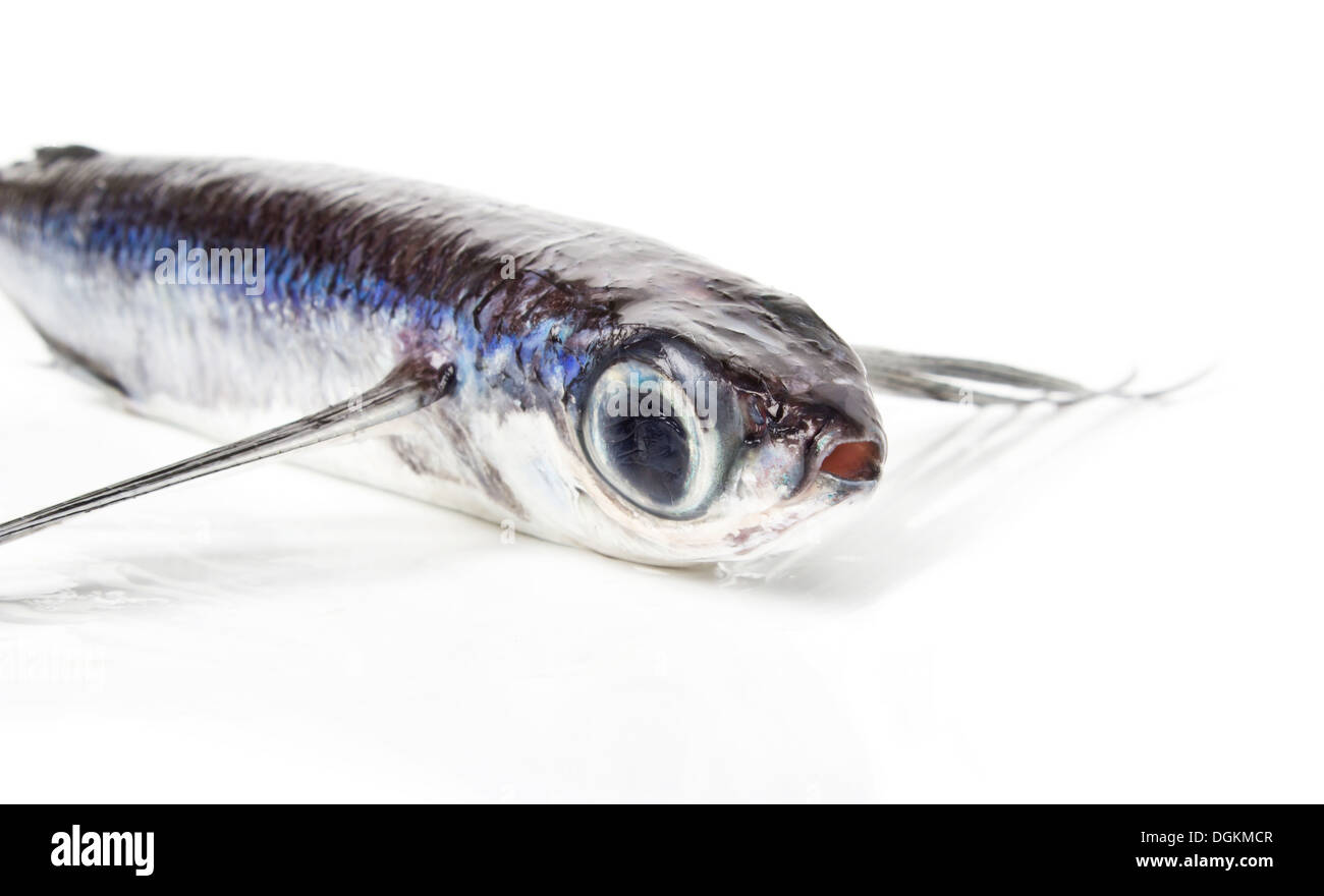 Tobiuo hi-res stock photography and images - Alamy