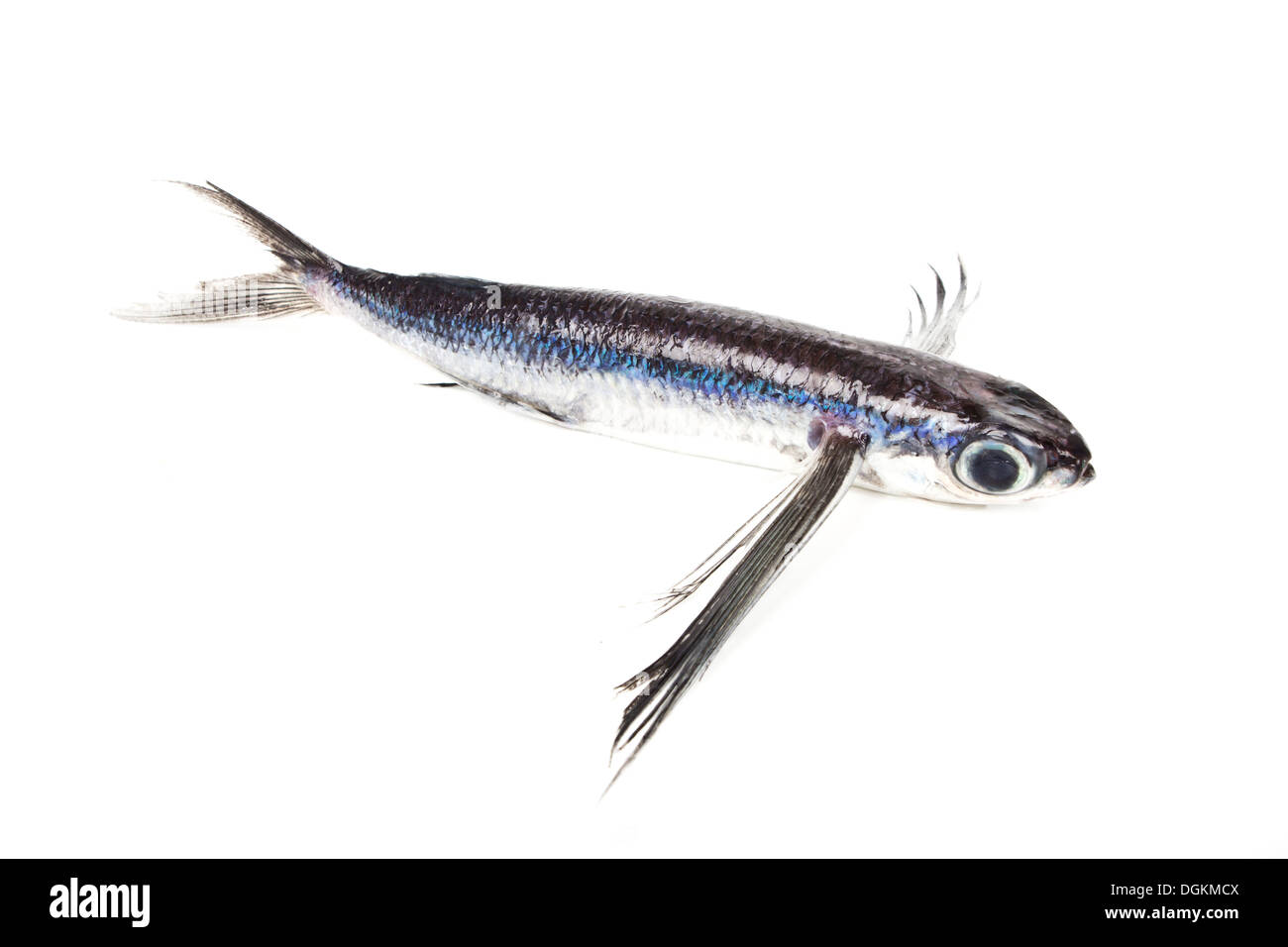 Flying Fish Gulf Of Mexico