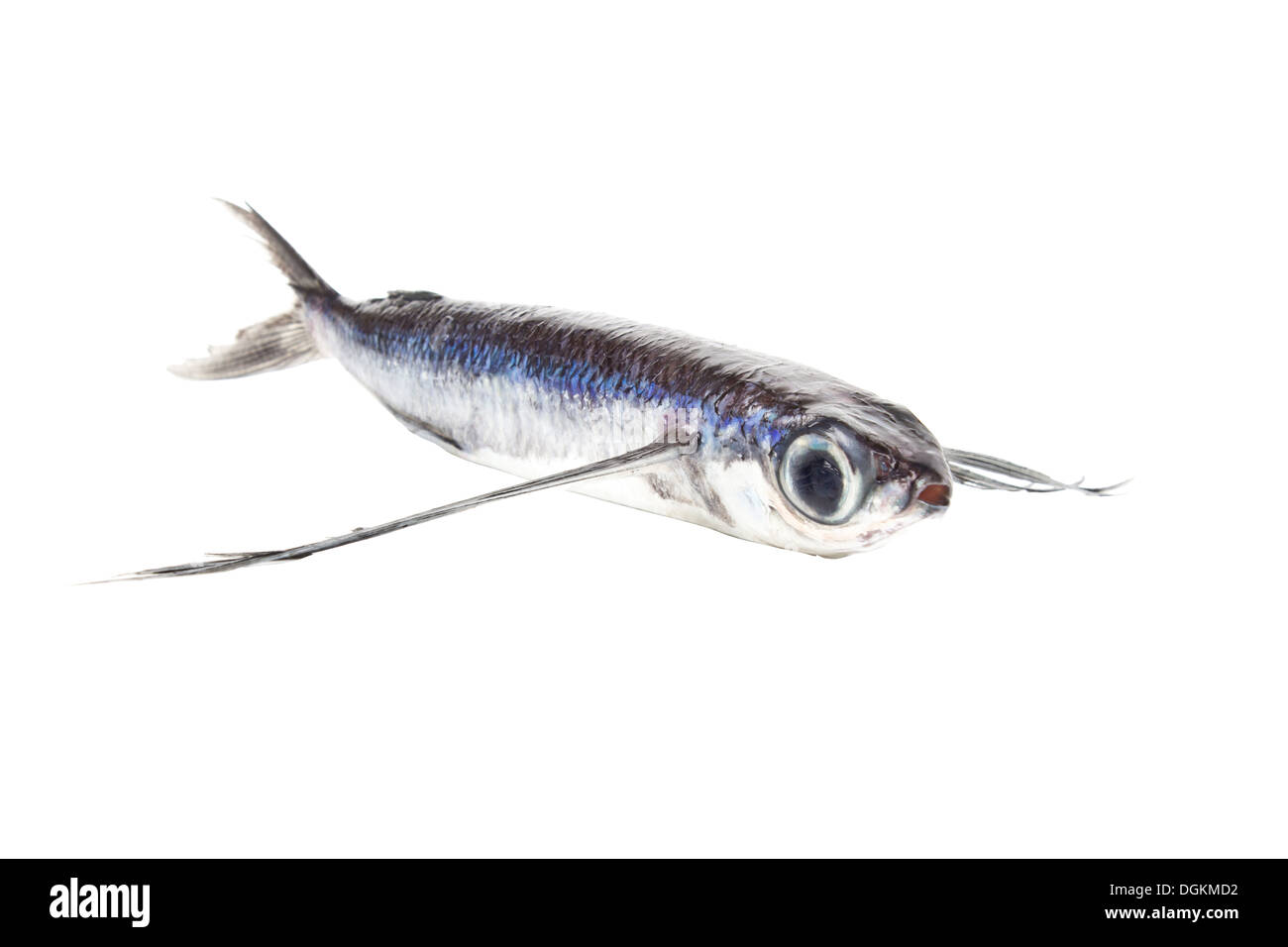 Tobiuo hi-res stock photography and images - Alamy